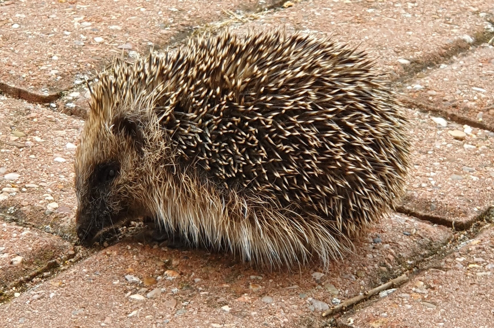 Newark College Hedgehog Friendly Campus